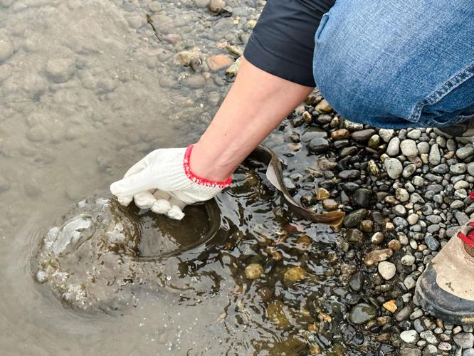 Wiggling Pacific lamprey get help with Yakima River journey | Explore ...