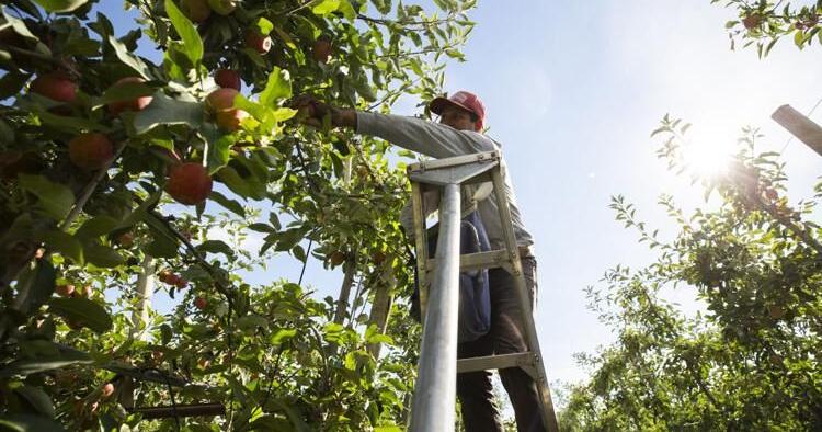 Washington apple industry weathers tariff strains; concerns remain over ...