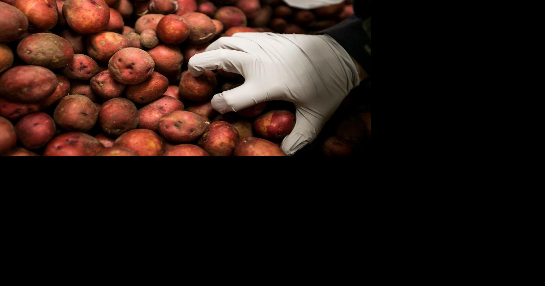 Master Gardeners: Lowly potato has a fascinating history | Home And ...