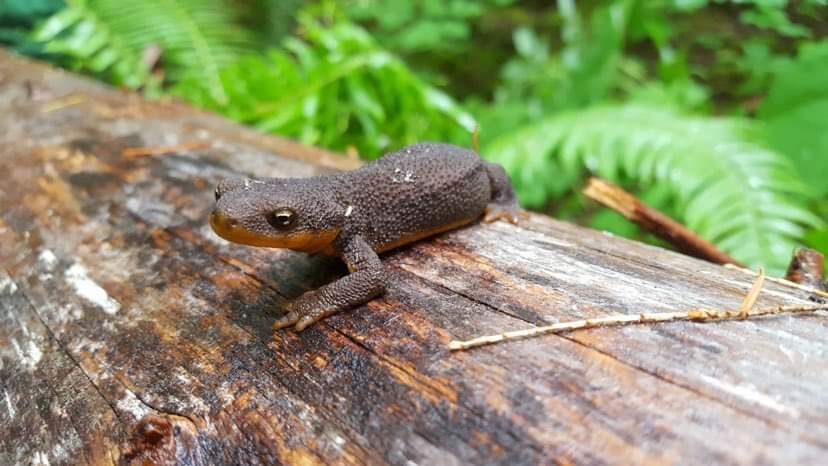 Wandering Central Washington: The impressive rough-skinned newt ...
