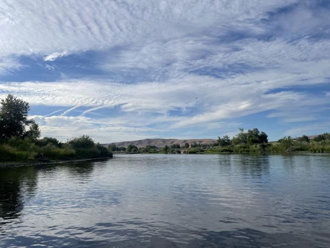 Wandering Central Washington: Explorer to emergency: Poison Hemlock in ...