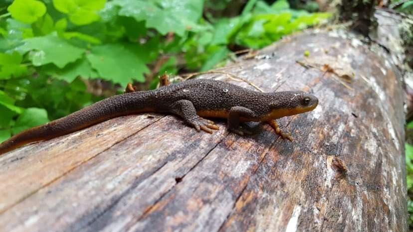 Wandering Central Washington: The impressive rough-skinned newt ...