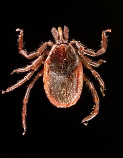 Take precautions, but don't freak out: tick-borne diseases rare in ...