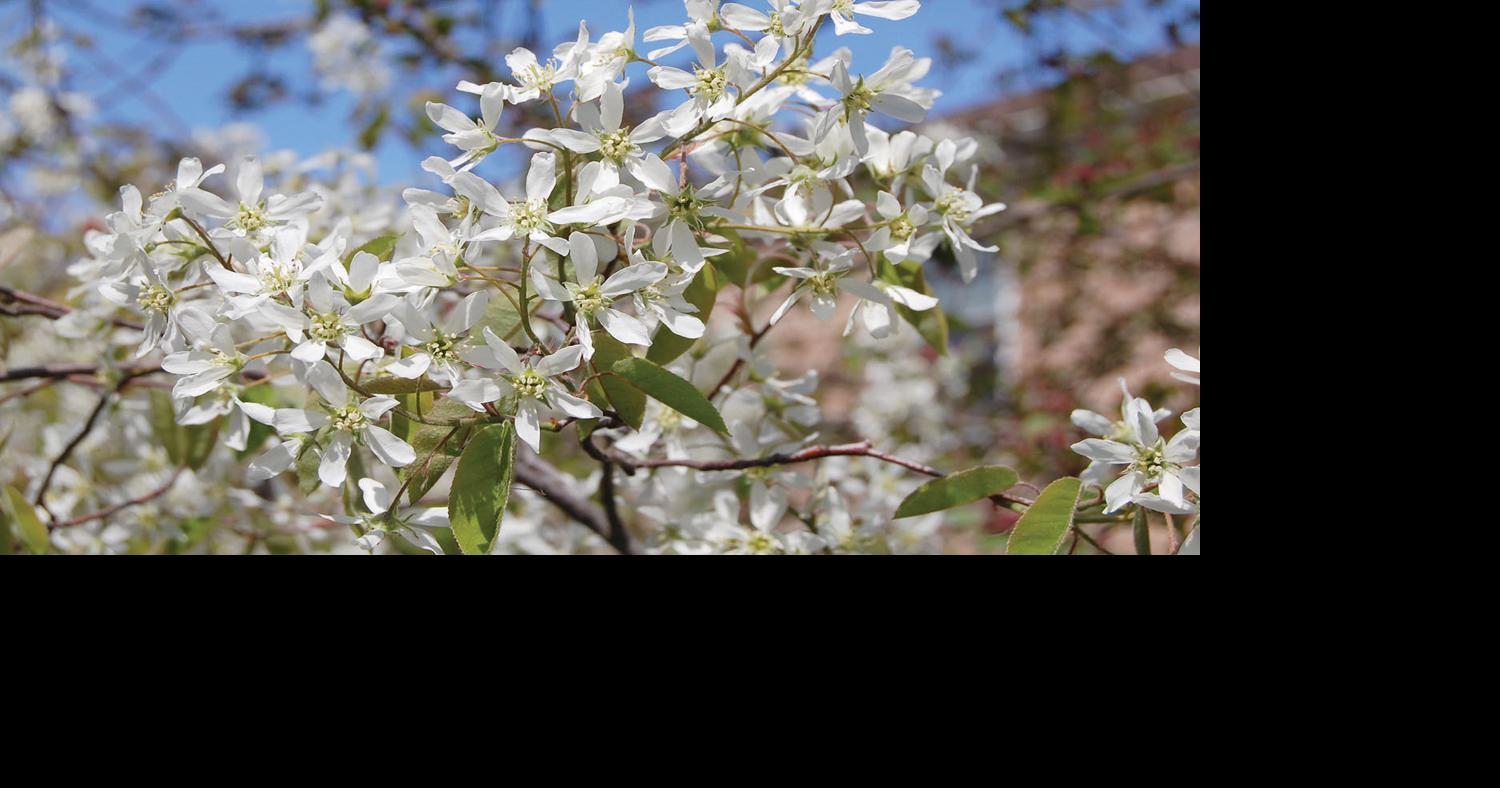 Master Gardener: Plan, and plant, wildfire 'defensible' space around ...