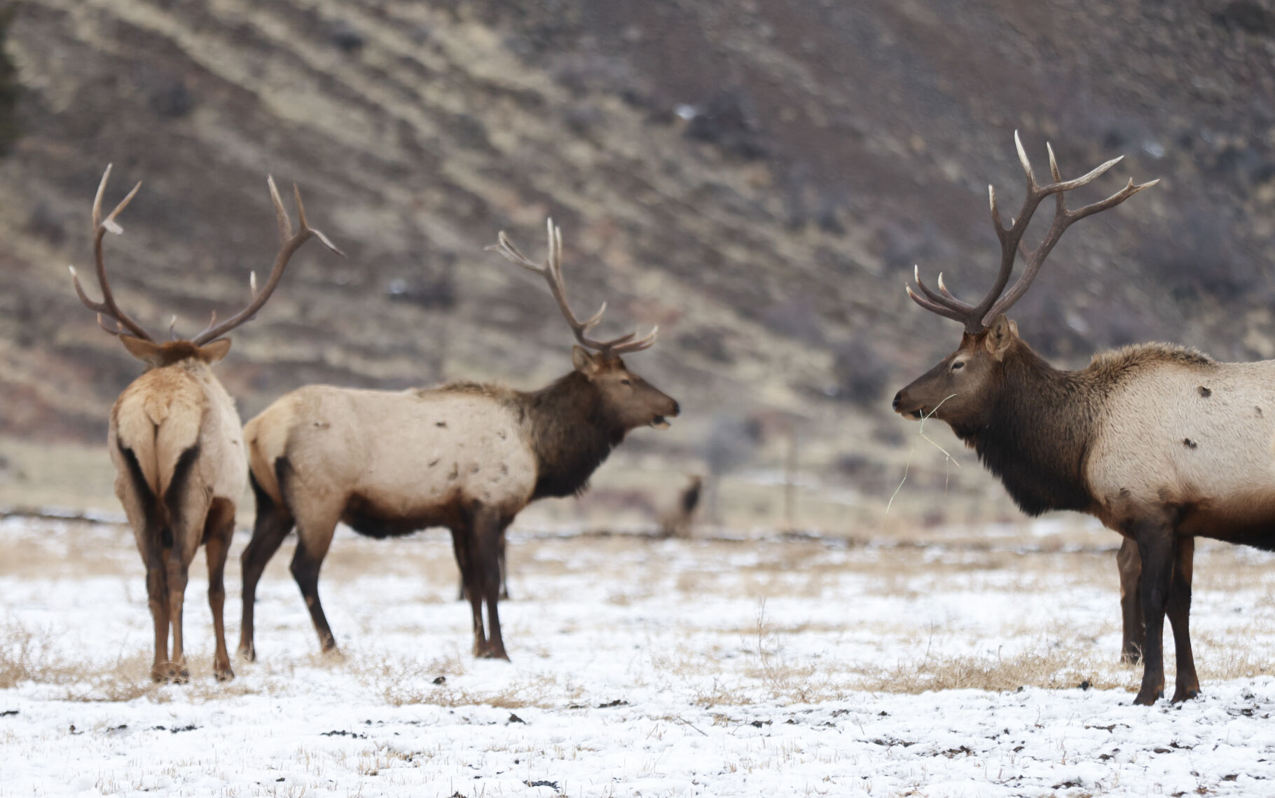 PHOTOS: Elk feeding at Oak Creed Wildlife Area | News | yakimaherald.com