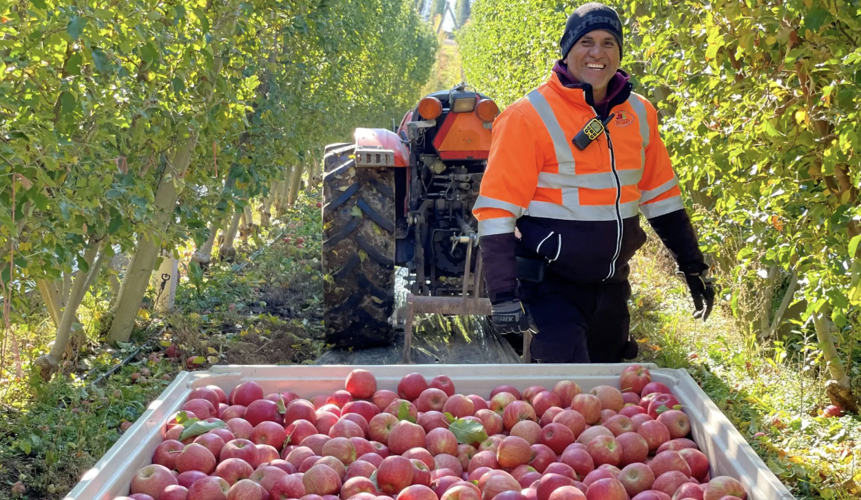 How trellises are transforming Washington’s apple orchards | Northwest ...