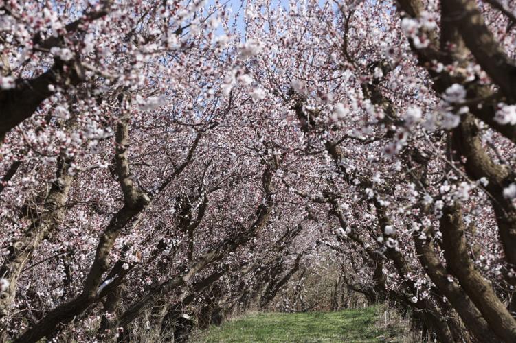 Could cherry trees help Yakima Valley tourism blossom? | Local ...