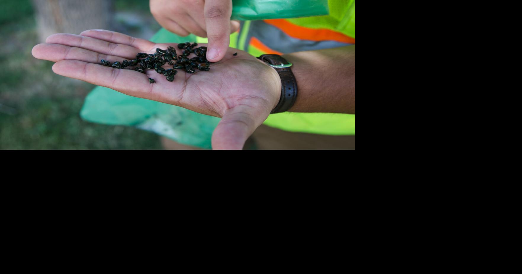 Invasive Japanese beetles on the rise in Yakima County | Lower Valley ...