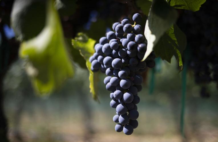 Wine grape forecast for Central Washington: Smaller fruit, better ...