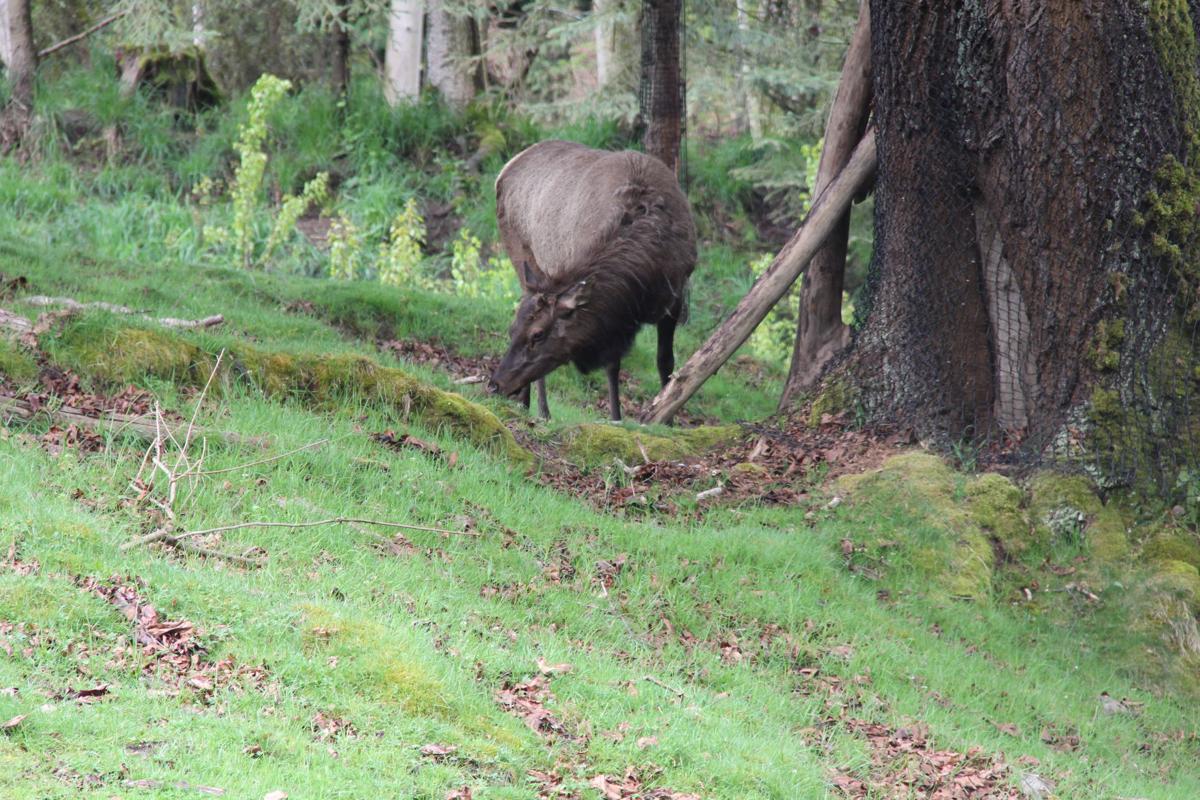 Buttons joins fellow elk at new home at zoo | Local | yakimaherald.com