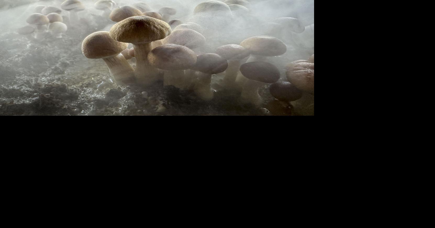 Opinion: A psychedelics revival is overdue | Opinion | yakimaherald.com