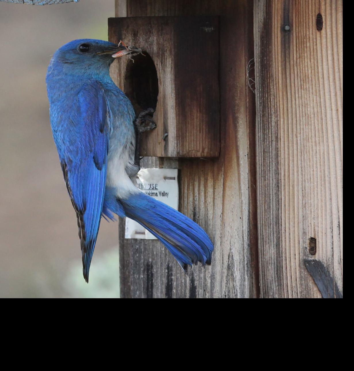 The Bluebird Box Bunch | Outdoors | yakimaherald.com