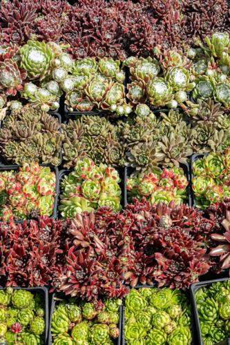 Barany in the garden: New year brings standout perennials worth a ...
