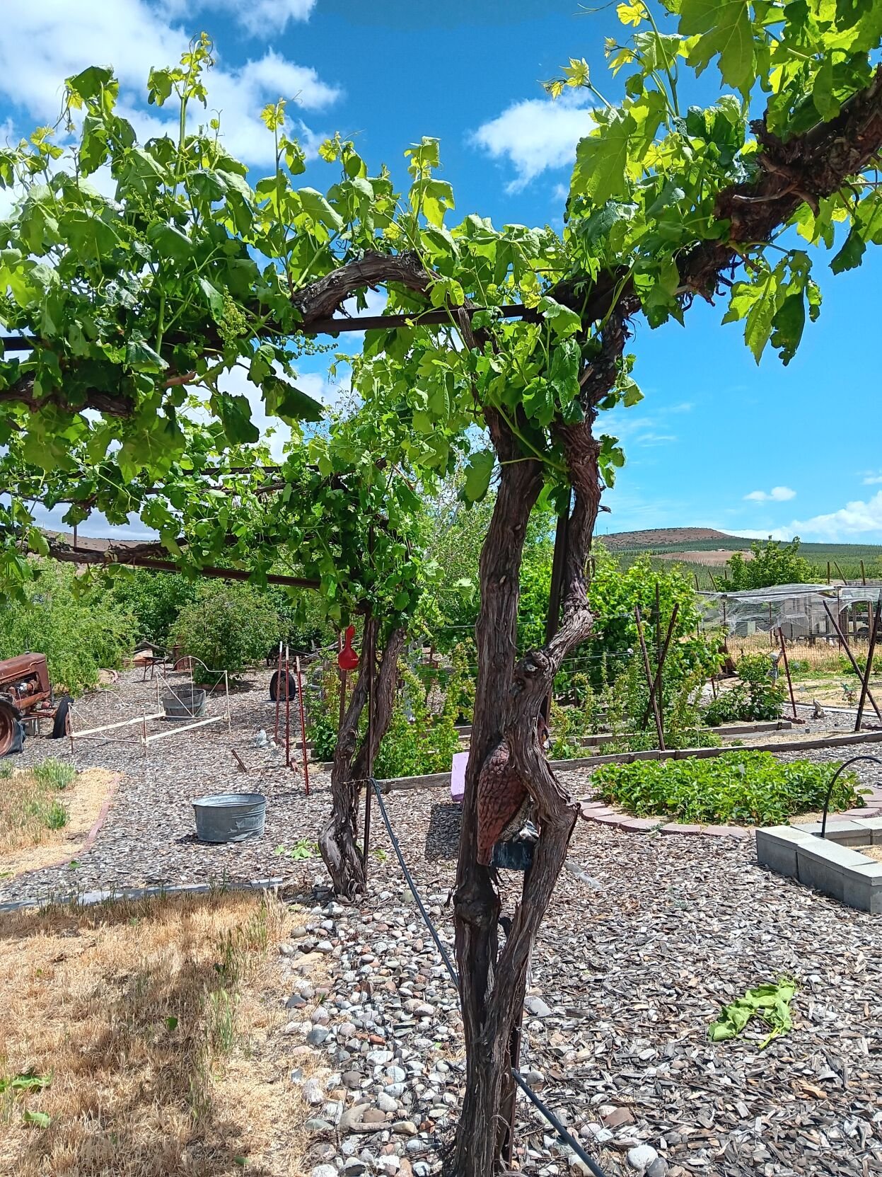 Yakima County Master Gardeners Growing table grapes Explore Yakima yakimaherald