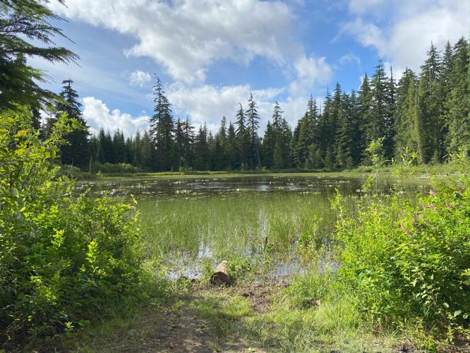 Wandering Central Washington: The impressive rough-skinned newt ...