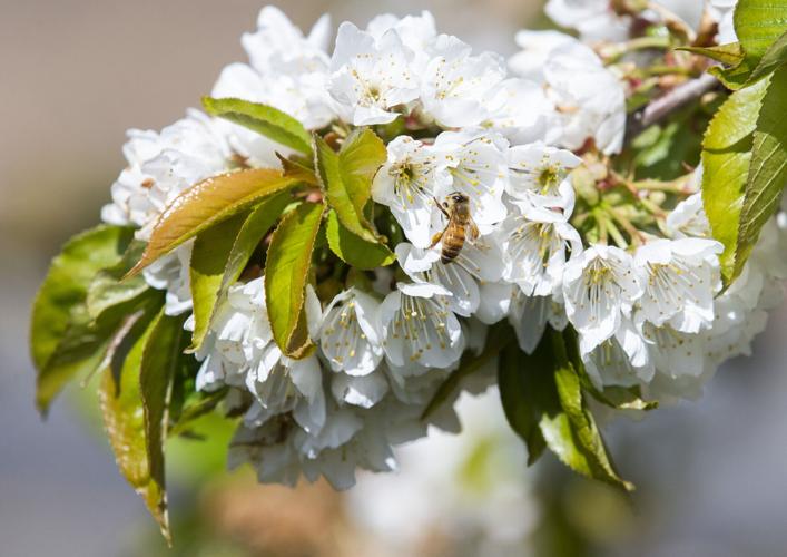 Report: 34.5% decline in Northwest cherry crop from previous year ...