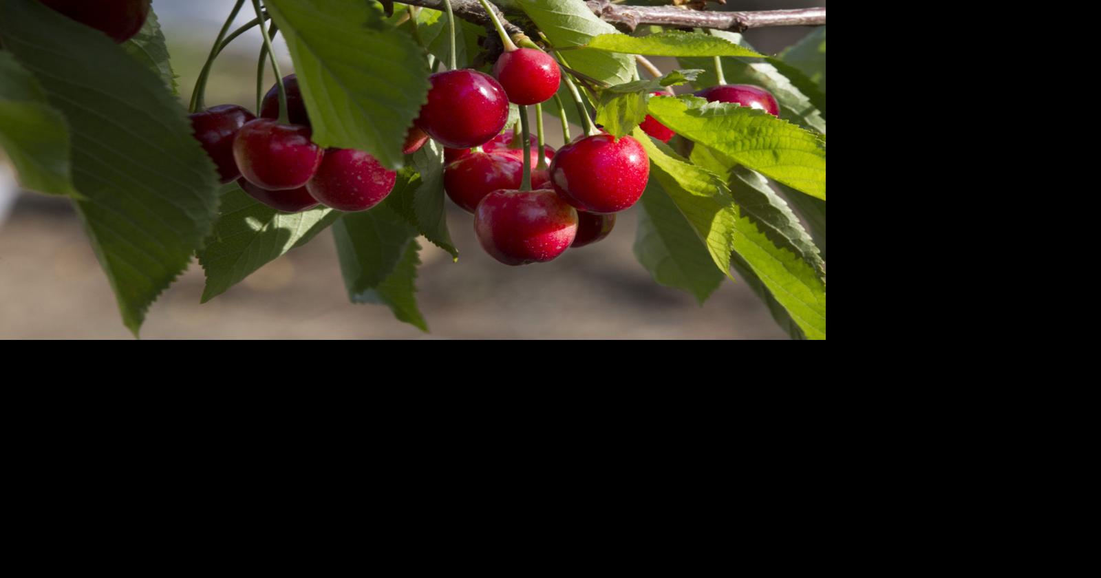Northwest cherry growers hopeful about harvest | Local | yakimaherald.com