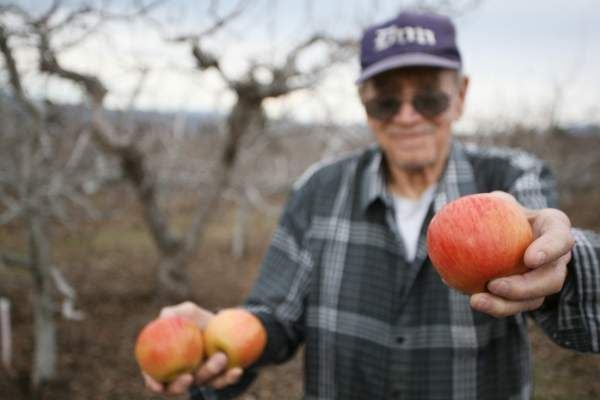 Lady Alice apple has been a fruitful discovery for Gleed farmer | Local ...