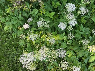 Barany in the Garden: Weed barrier fabrics | Home And Garden ...