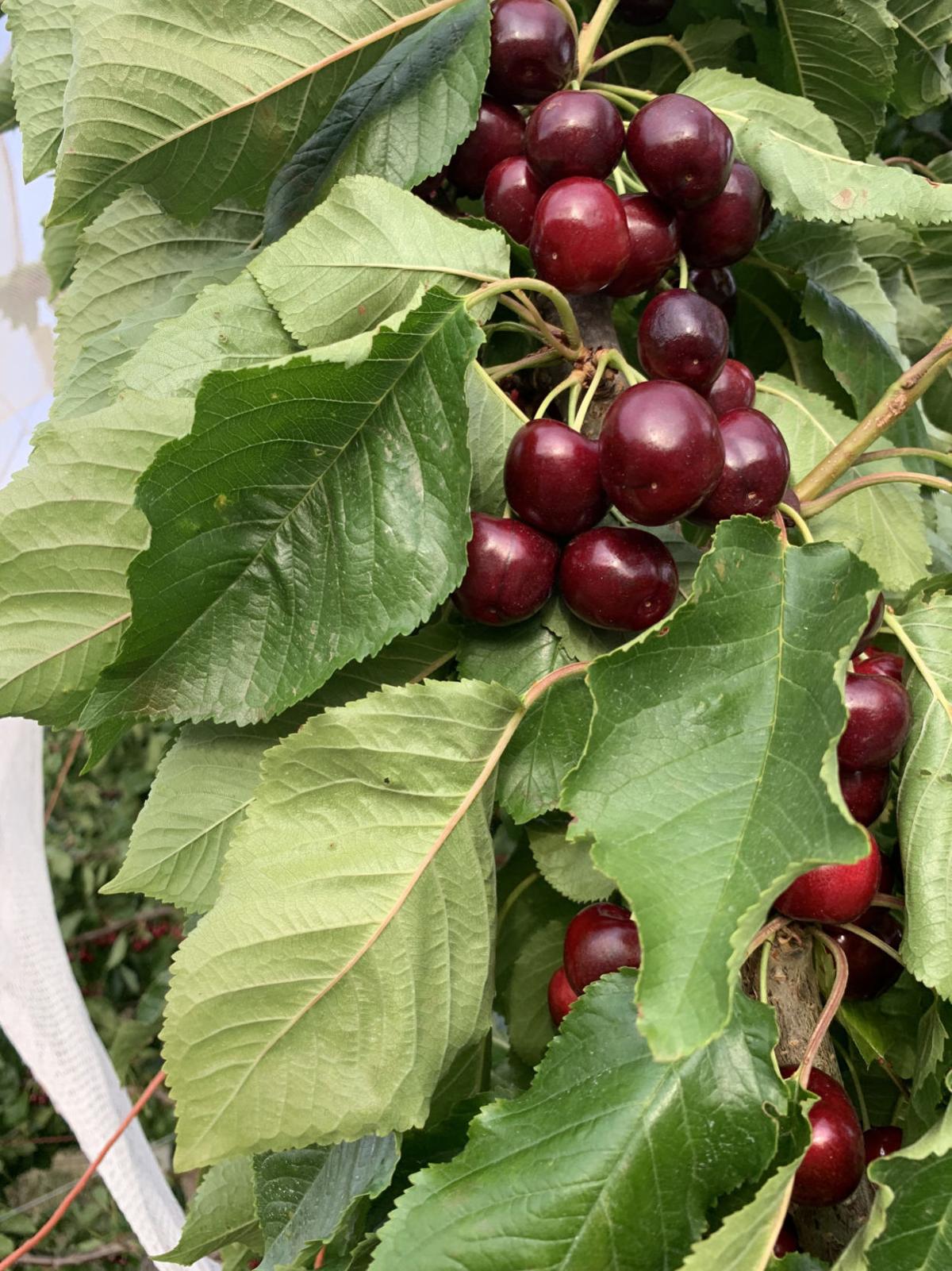 Fast, Fresh and Friendly | Community | yakimaherald.com
