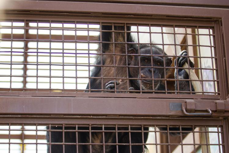 PHOTOS: Chimpanzee Sanctuary Northwest in Cle Elum | News Photos ...