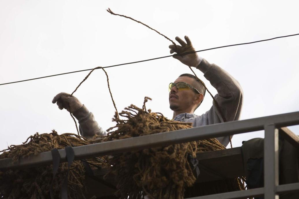 Yakima Valley hops acreage grows with demand (video) | Local ...