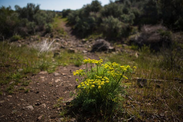 PHOTOS: Wildflowers at Snow Mountain Ranch and Cowiche Canyon | News ...