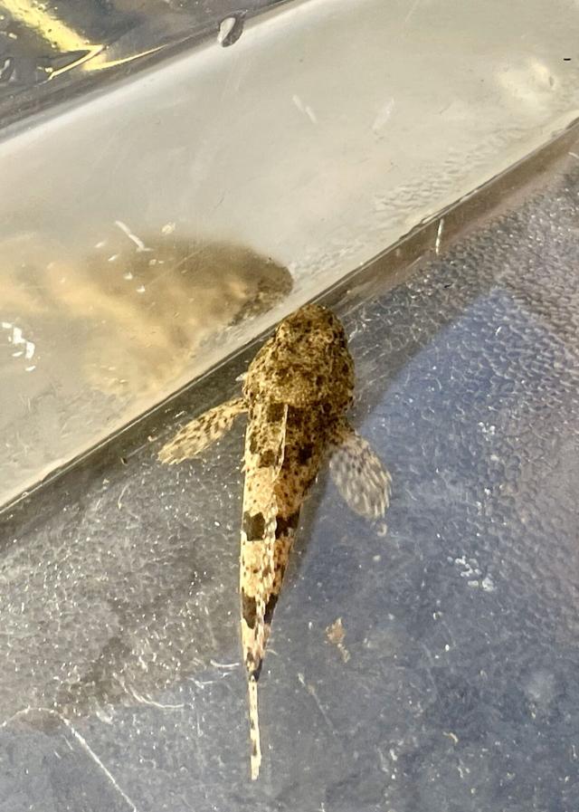 Wandering Central Washington: Beyond the spotlight: The humble sculpin ...