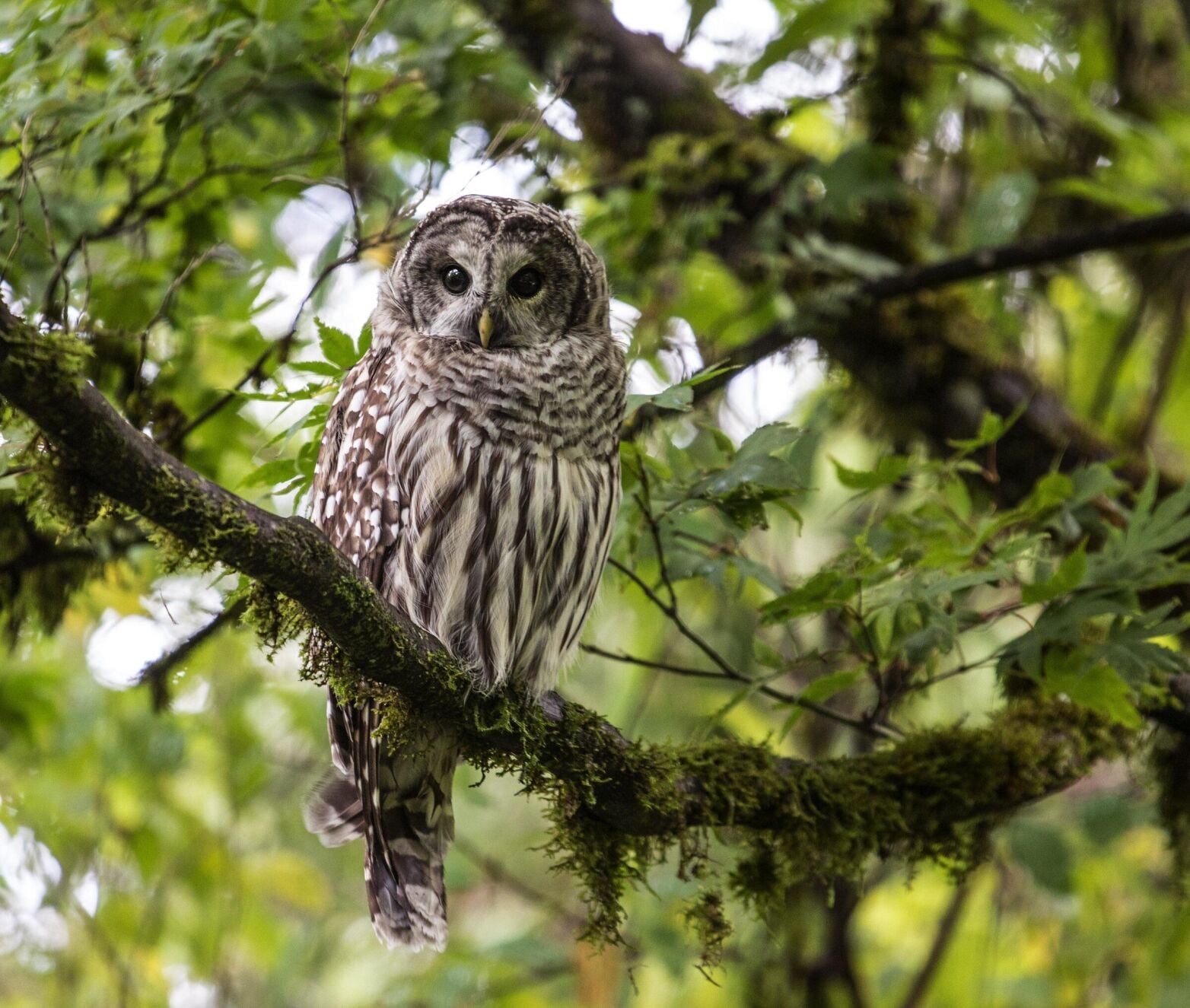 Whooo called 911? Trapped young owl was in need of a helping hand ...