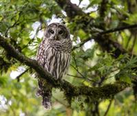 Whooo called 911? Trapped young owl was in need of a helping hand ...