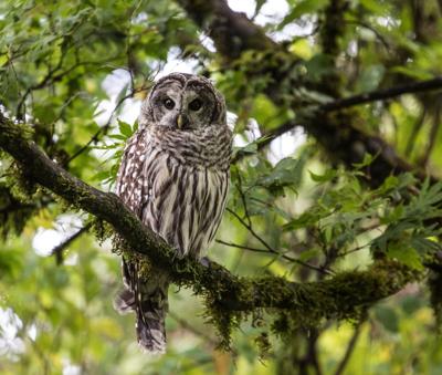 Whooo called 911? Trapped young owl was in need of a helping hand ...