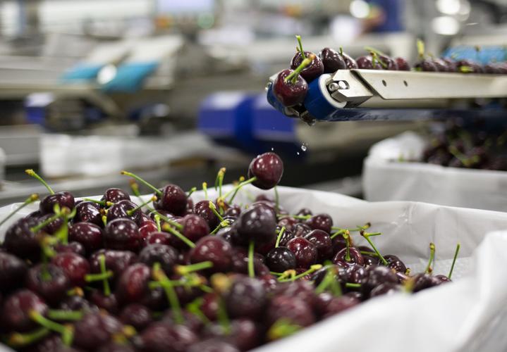 Yakima Valley growers expect more high-quality cherries this year ...
