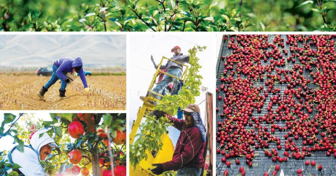 It’s a good year for most crops | Local | yakimaherald.com