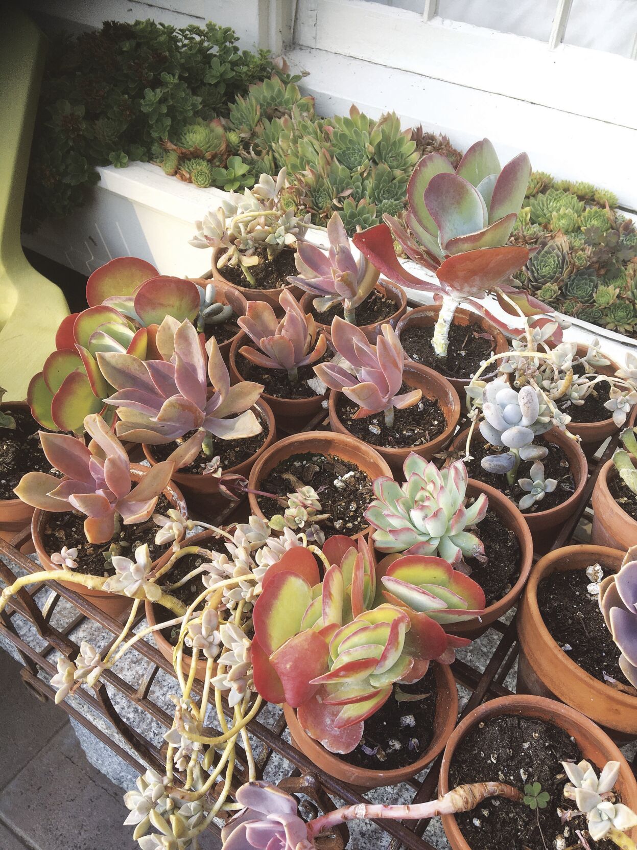 Barany In the Garden: Save the succulents | Explore Yakima ...