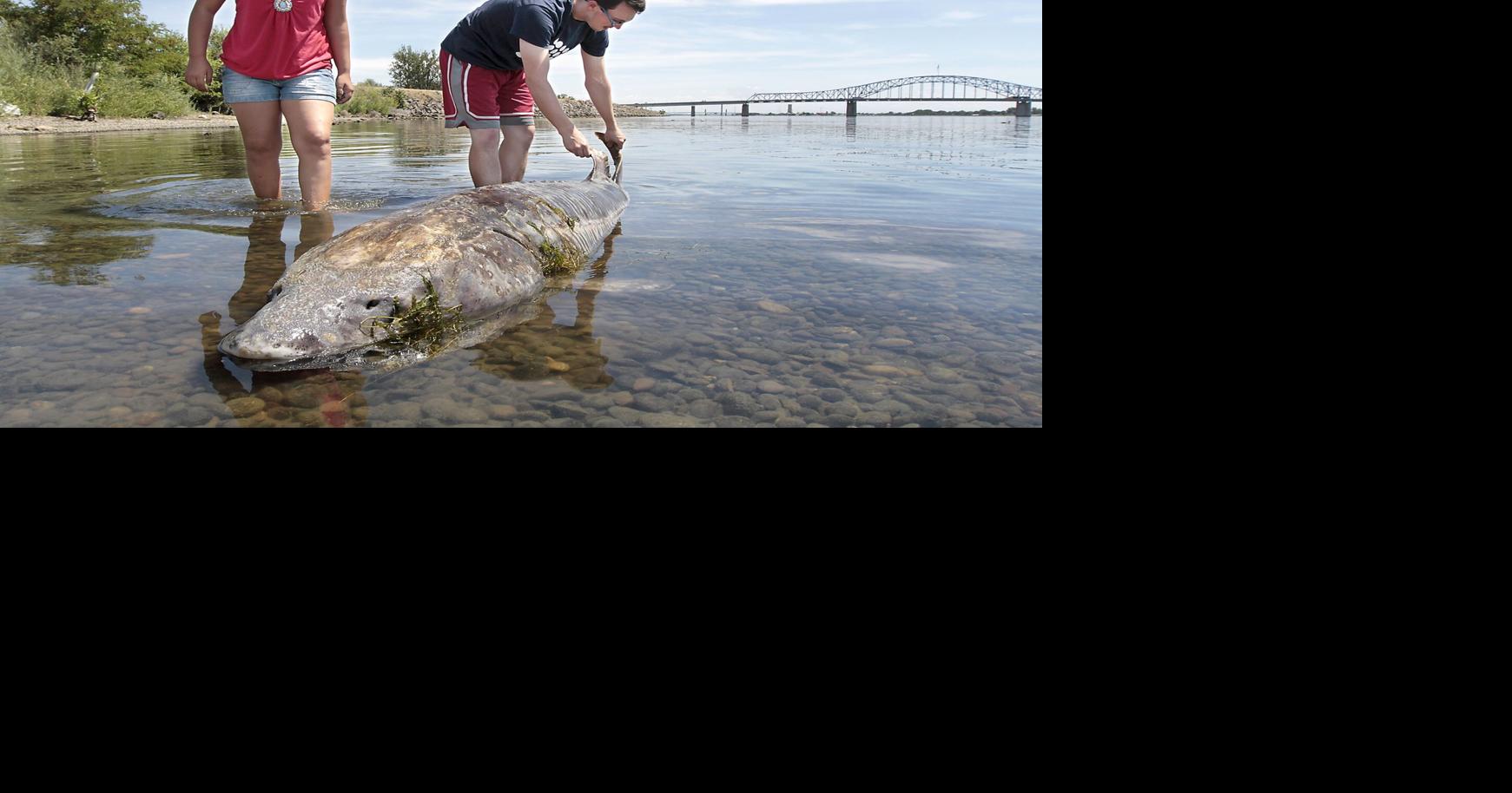 Mystery: Why are Columbia River sturgeon dying? (video) | Local ...