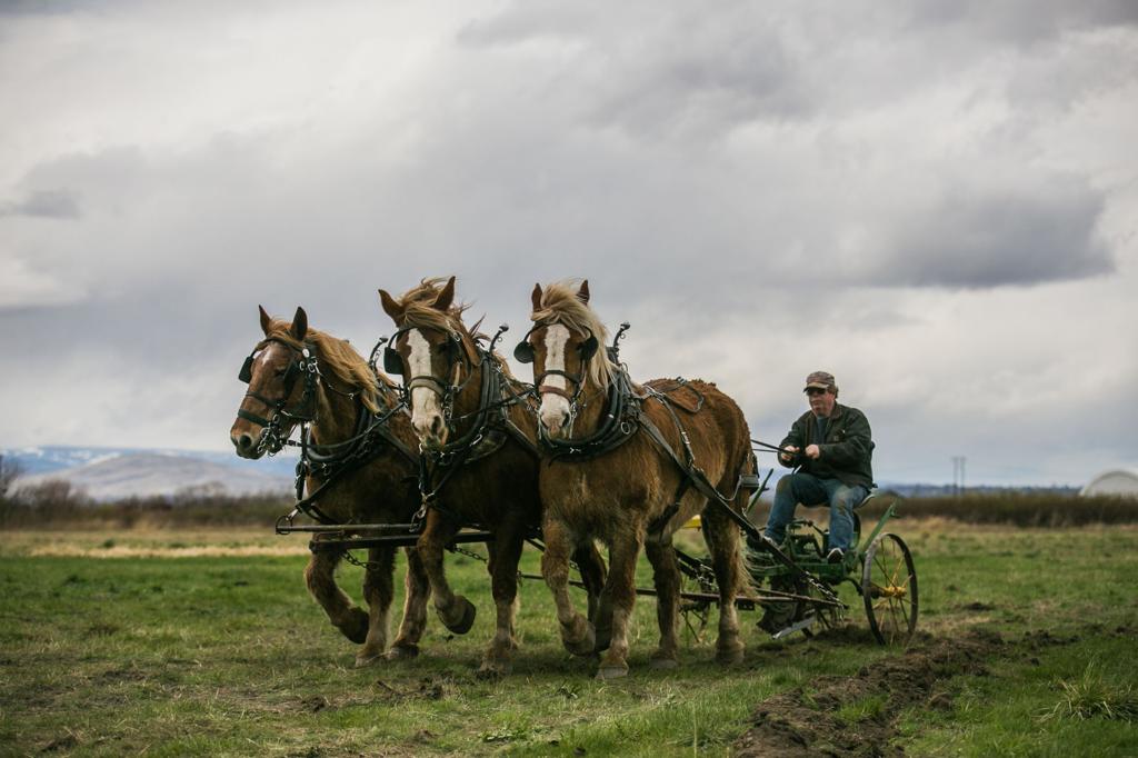 draft horses working together