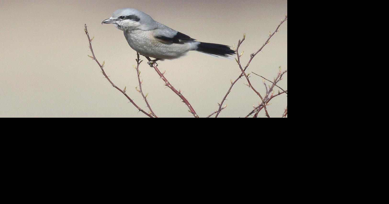 Wildlife Moment: Northern shrike pays the Valley a visit for winter ...