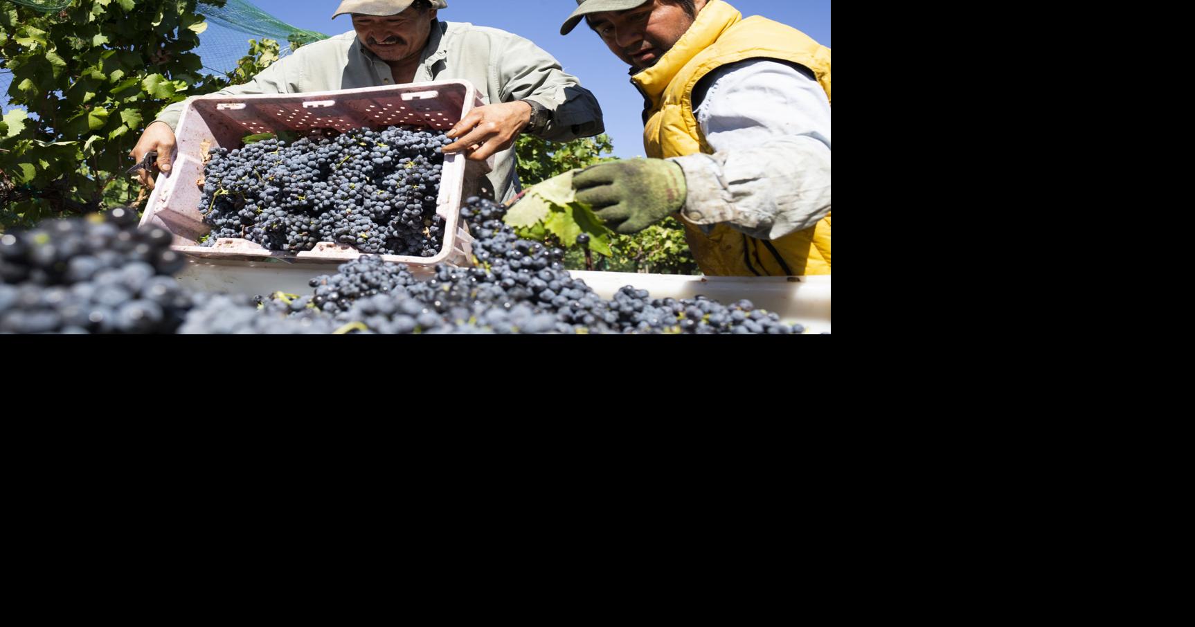 Yakima Valley voted best wine region in USA Today readers' choice poll ...