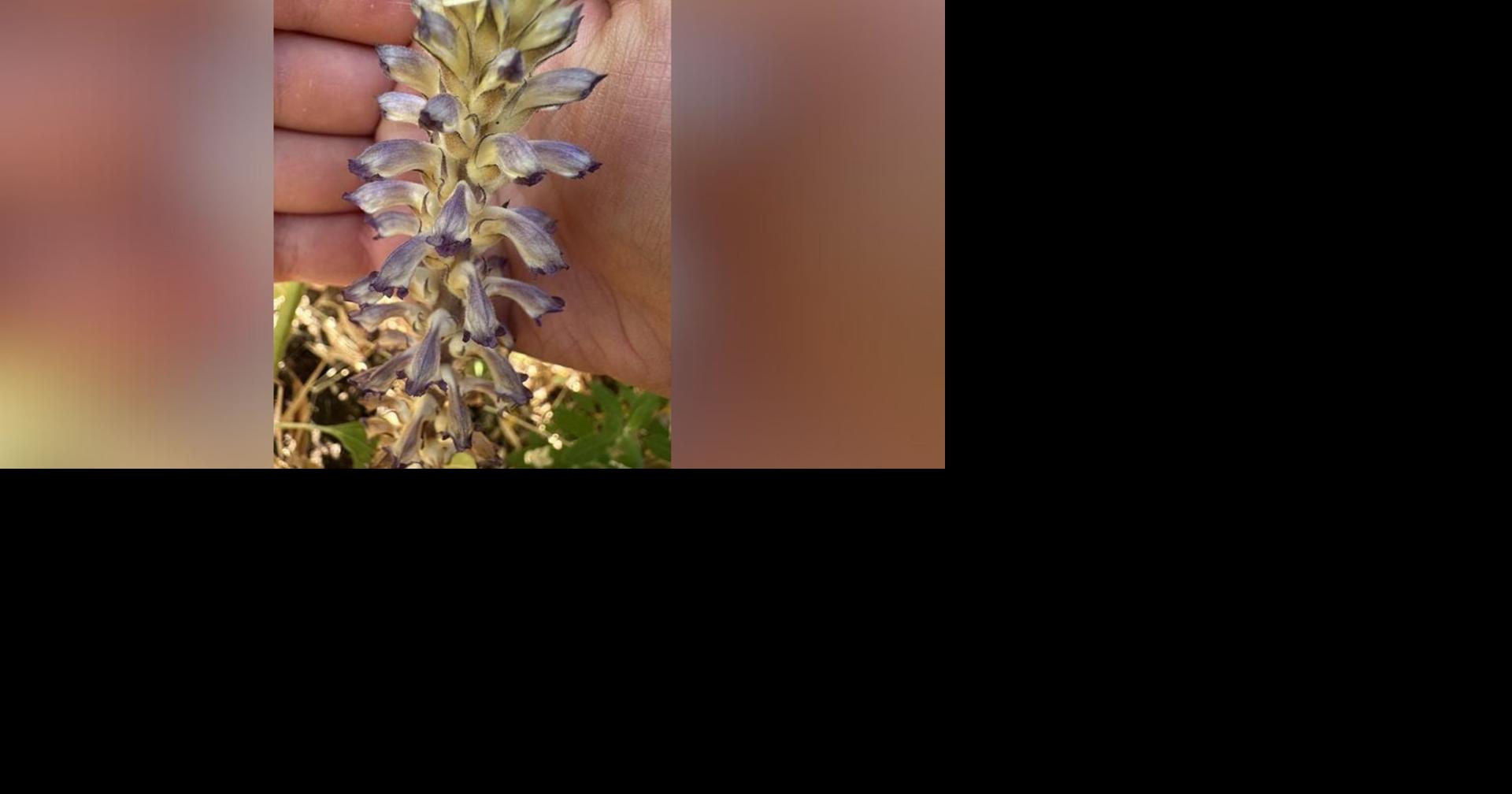 Destructive sunflower root parasite confirmed in Yakima. It is the ...