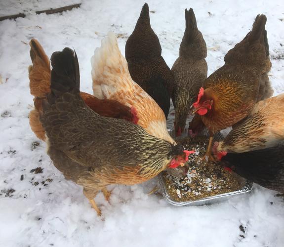 So You Want to Raise Backyard Chickens? | Home And Garden ...