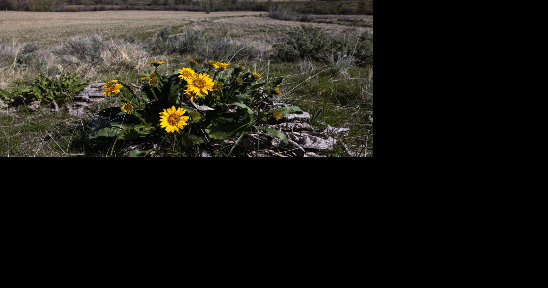 PHOTOS: Wildflower season in the Yakima Valley | Photos and Videos ...