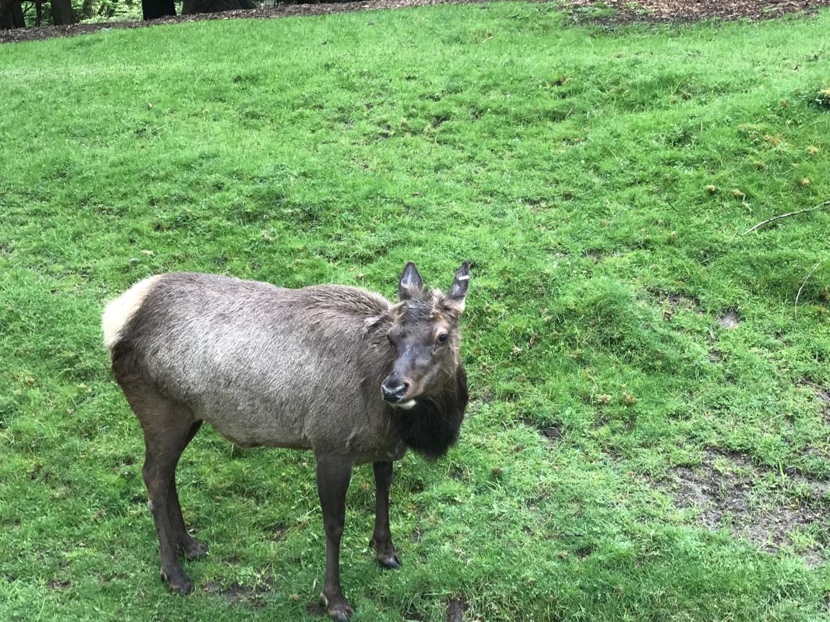 Buttons joins fellow elk at new home at zoo | Local | yakimaherald.com