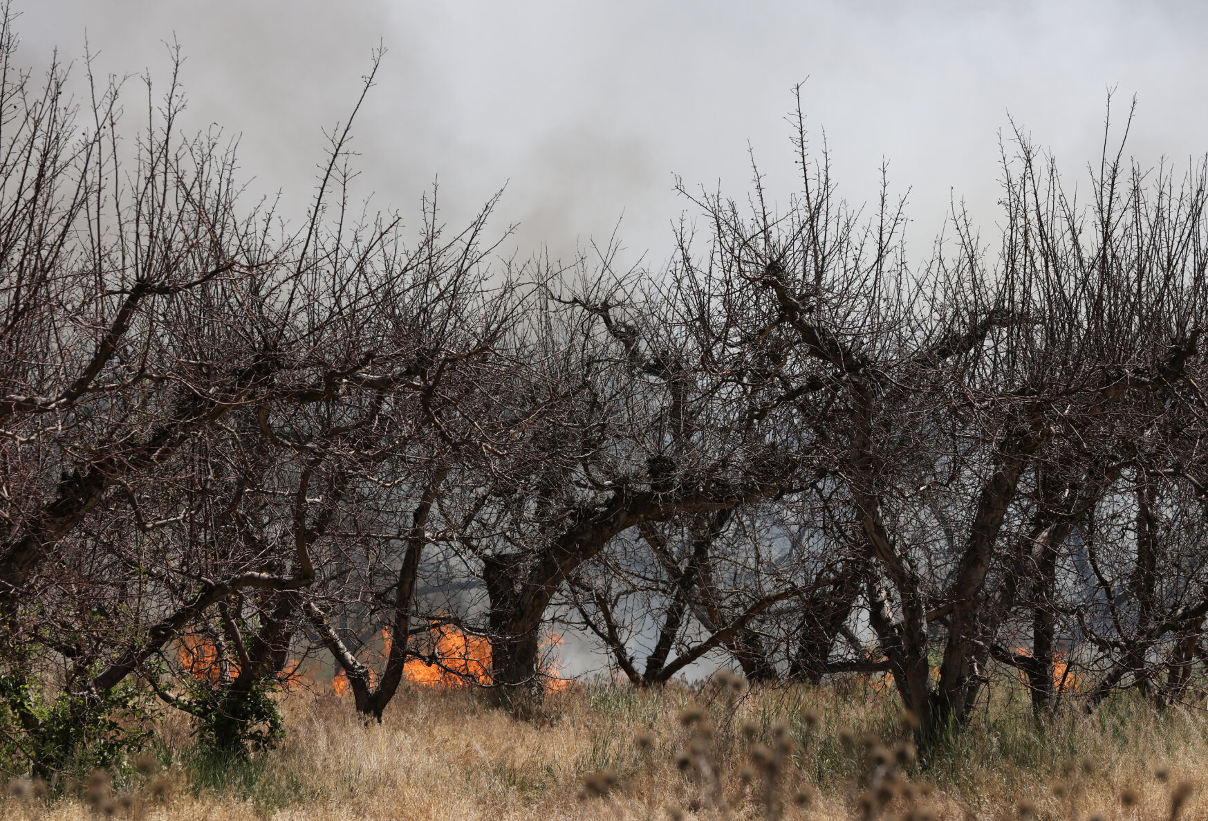 Brush fire burns around 20 acres in orchard near Wapato | Lower Valley ...