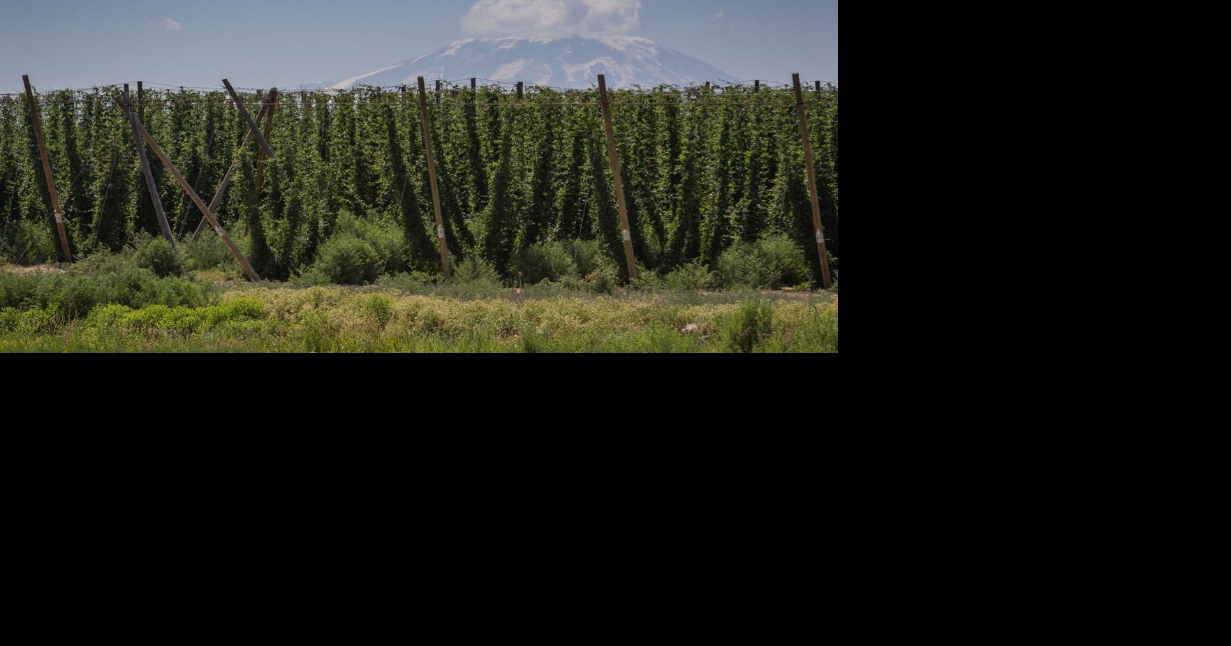 Record acreage predicted for U.S., Yakima Valley hop growers, but heat ...