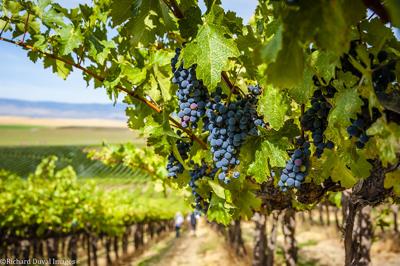 Wine Scene: Yakima Valley vineyard pioneered the first plantings of ...