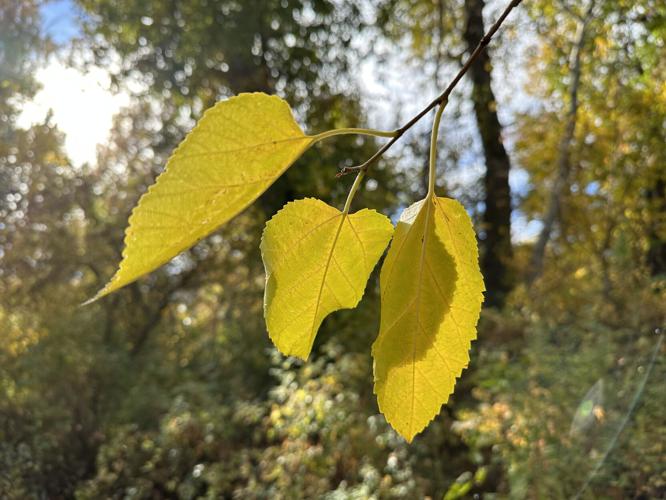 Here are some of the best places to explore Yakima's urban autumn ...