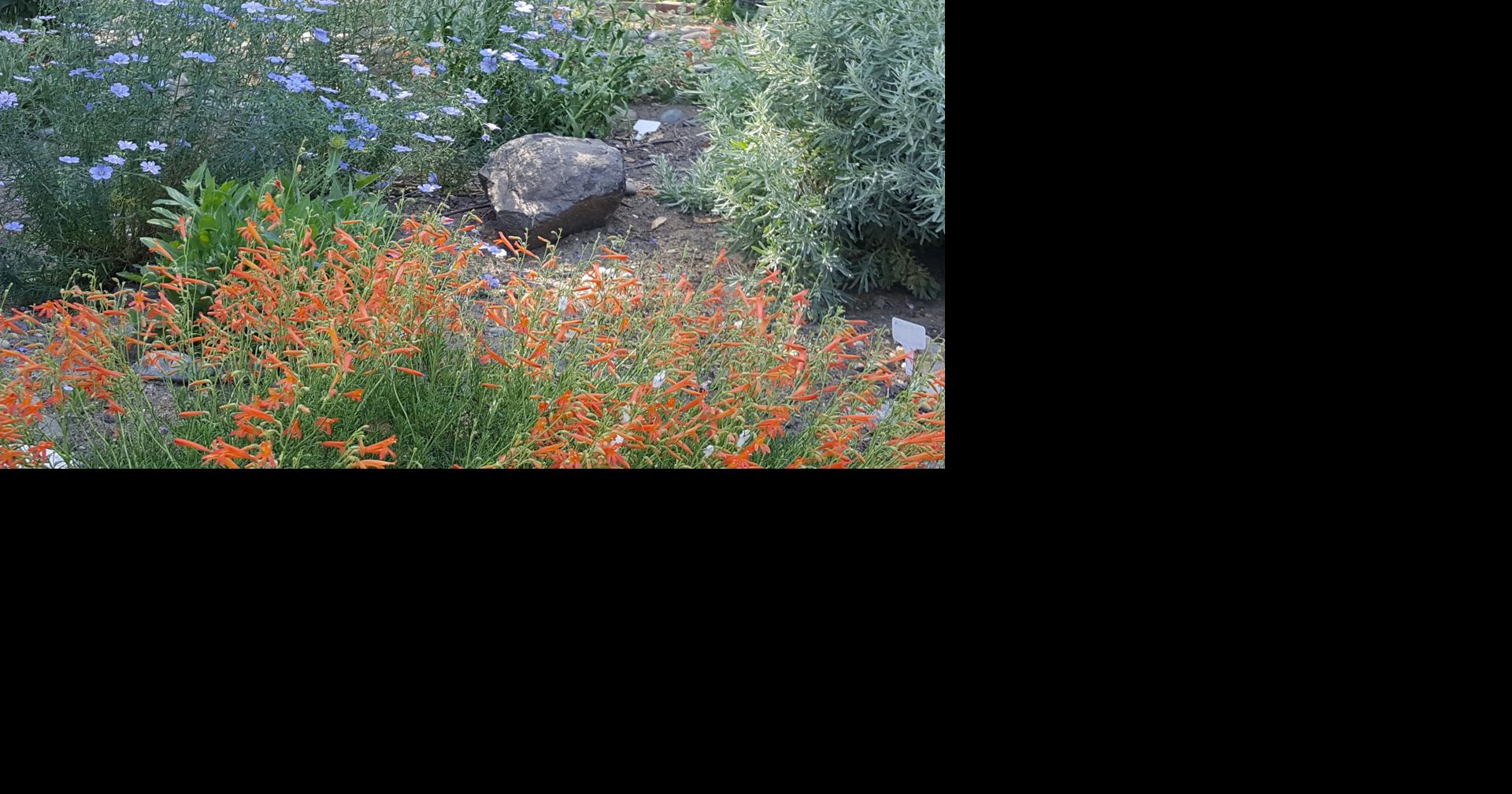 Barany in the Garden: Don't be afraid of breathtaking xeric gardens ...