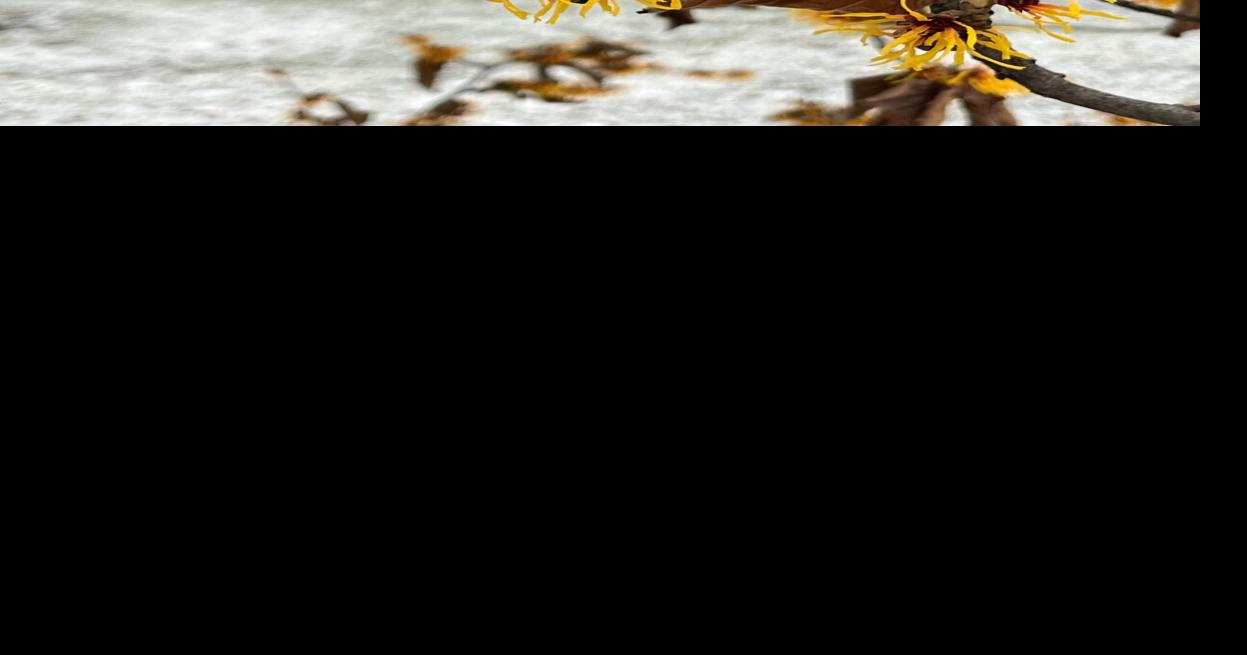 Barany in the Garden: Witch hazel's dose of spring revives gardening ...