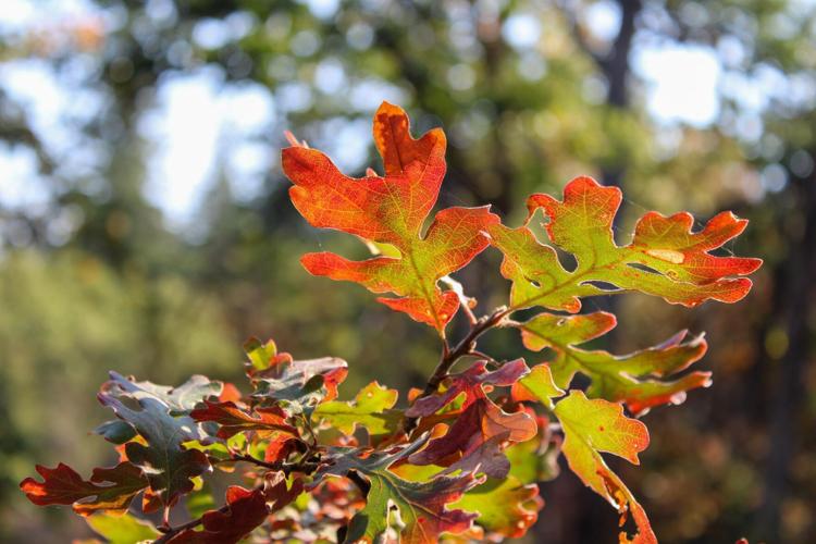 Reader photos of the month: Autumn in the Valley | | yakimaherald.com