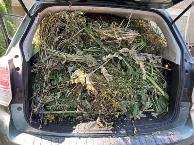 Barany in the garden: Yakima’s yard waste pickup is back — here’s why ...